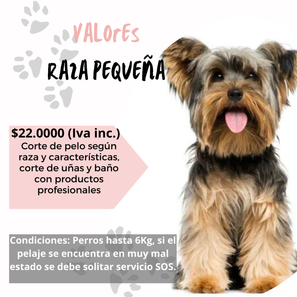 Precio Peluquería Canina para Perro Raza Pequeña